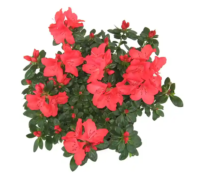 Azalija (Azalea): svarbiausi priežiūros patarimai - PatarimuPasaulis.lt