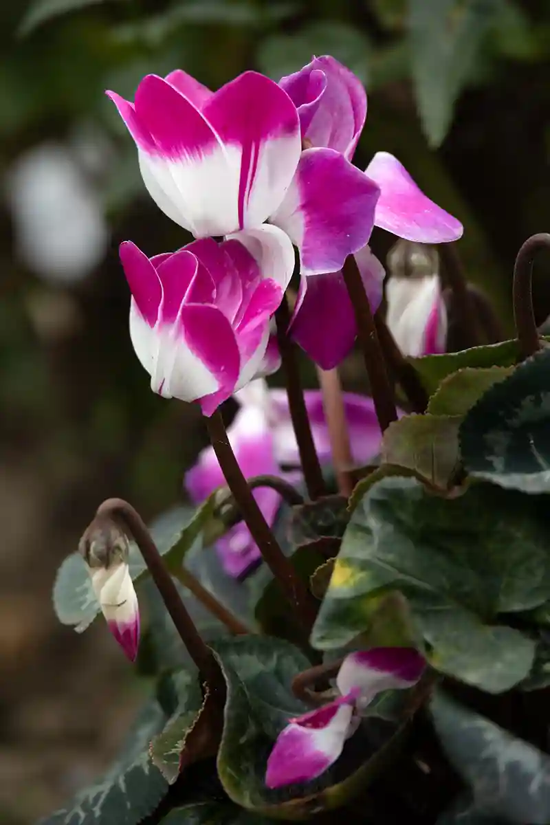 Ciklamenas (Cyclamen): pagrindiniai priežiūros principai ...
