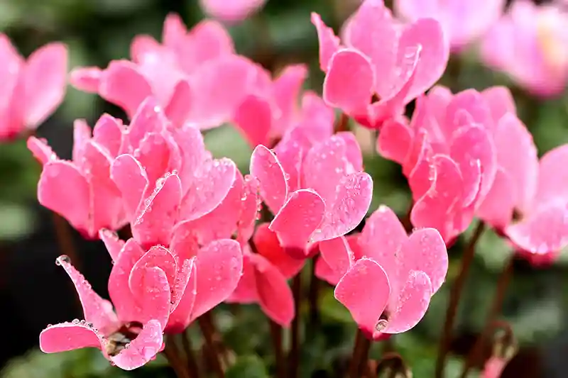 Ciklamenas (Cyclamen): pagrindiniai priežiūros principai ...