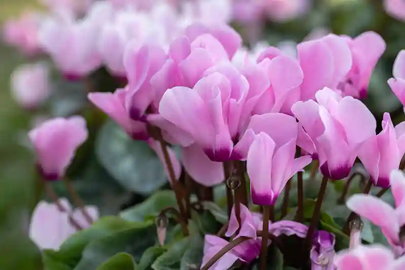 Ciklamenas (Cyclamen): pagrindiniai priežiūros principai ...