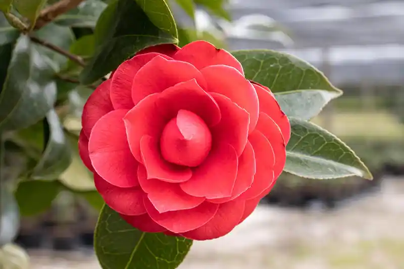 Japoninė kamelija (Camellia japonica): ką vertėtų žinoti apie šio ...