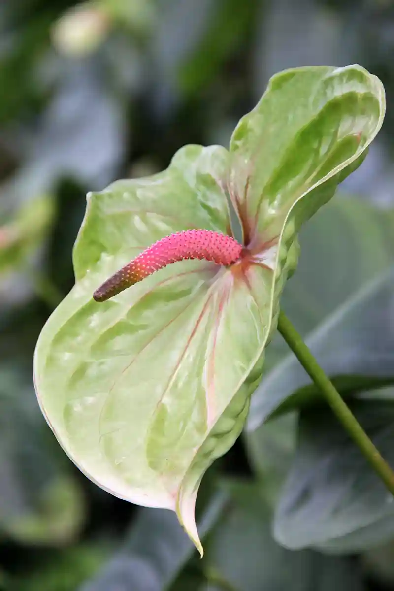 Anturio priežiūra namuose: patarimai ir dažniausios klaidos ...