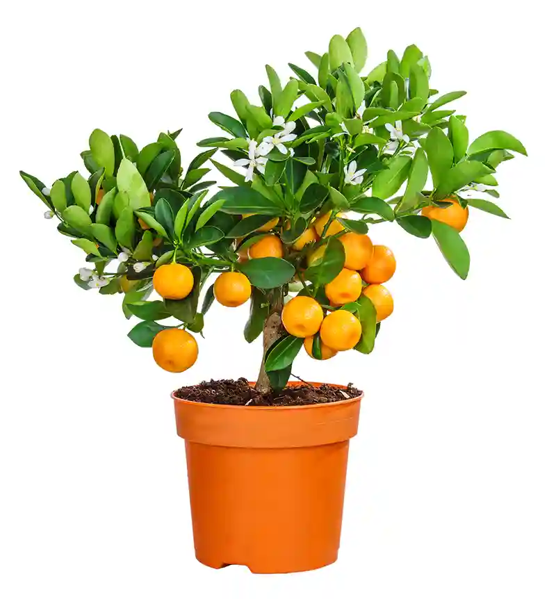 Mandarinų medis: svarbiausios priežiūros taisyklės - PatarimuPasaulis.lt