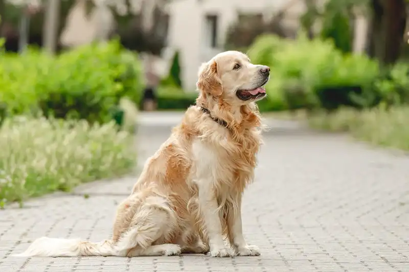 Šunų reitingas pagal intelektą: pats tiksliausias rikiavimas ...